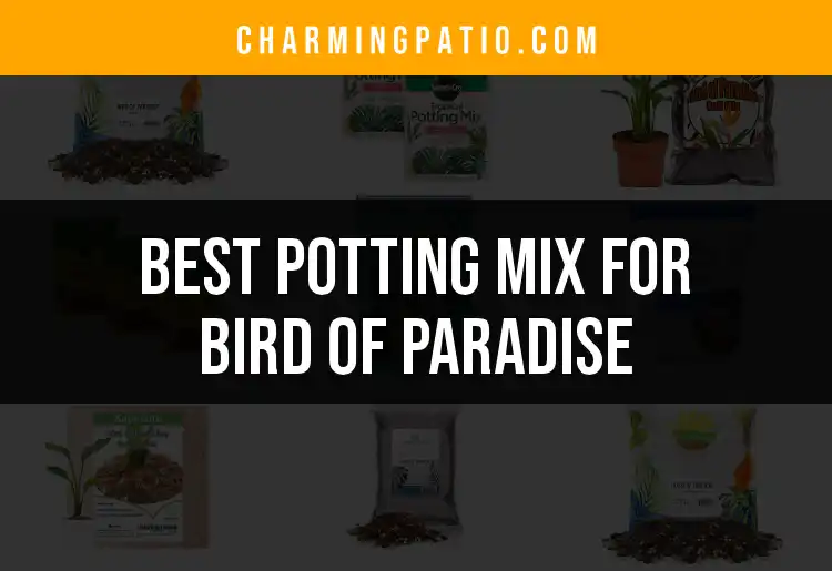16 Best Potting Mixes for Vibrant Bird of Paradise Growth