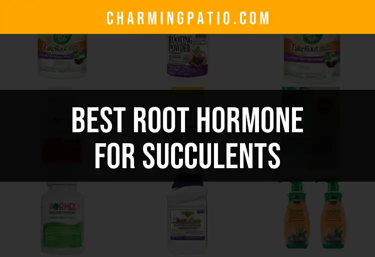 15 Best Root Hormones for Thriving Succulents